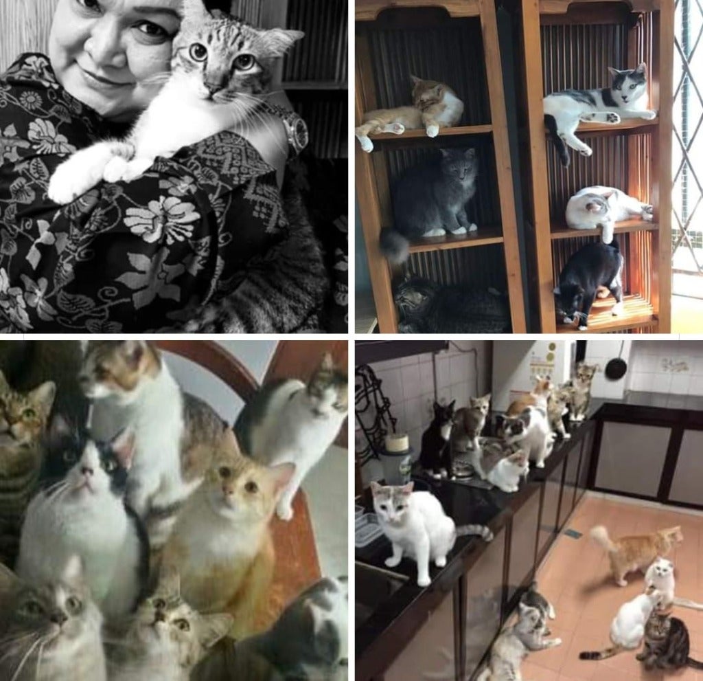 M'sians Touched As Selangor Animal Shelter Offers To Take Care of Late ...
