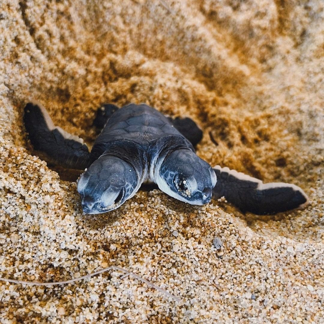 This Adorable Green Sea Turtle Hatchling Discovered In Terengganu Has 2 ...
