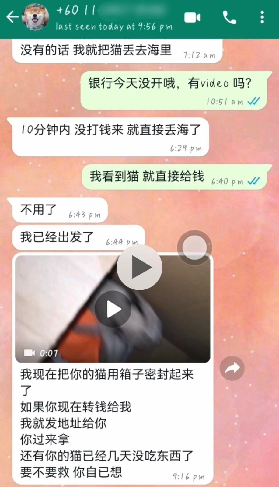 Cat Gets Kidnapped & Held For Ransom in Sarawak, PDRM Offers To Get ...