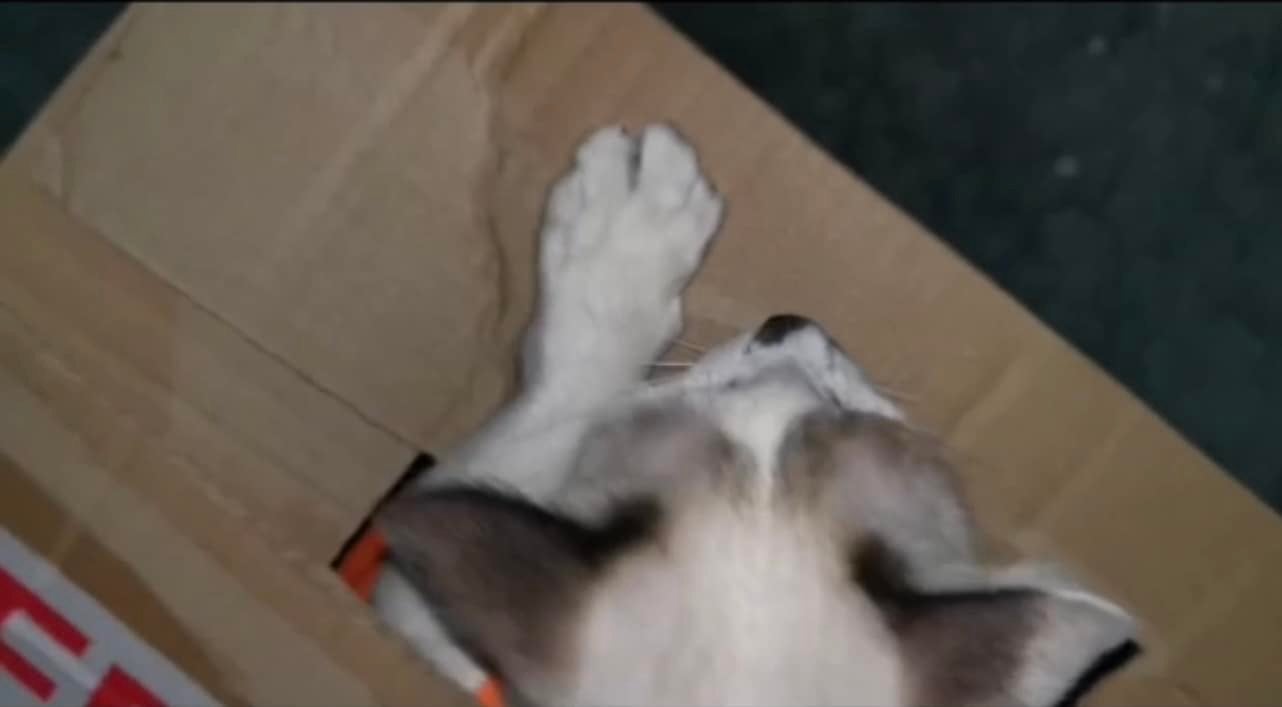 Cat Gets Kidnapped & Held For Ransom in Sarawak, PDRM Offers To Get ...