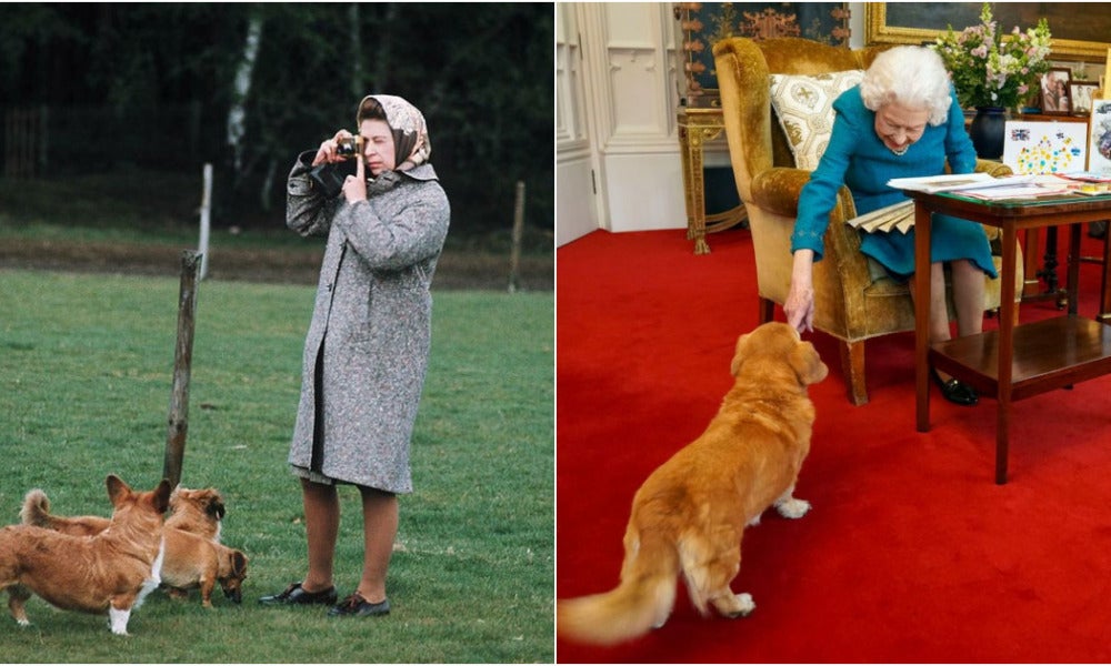 Here’s What Will Happen To Queen Elizabeth II’s 4 Beloved Dogs After ...