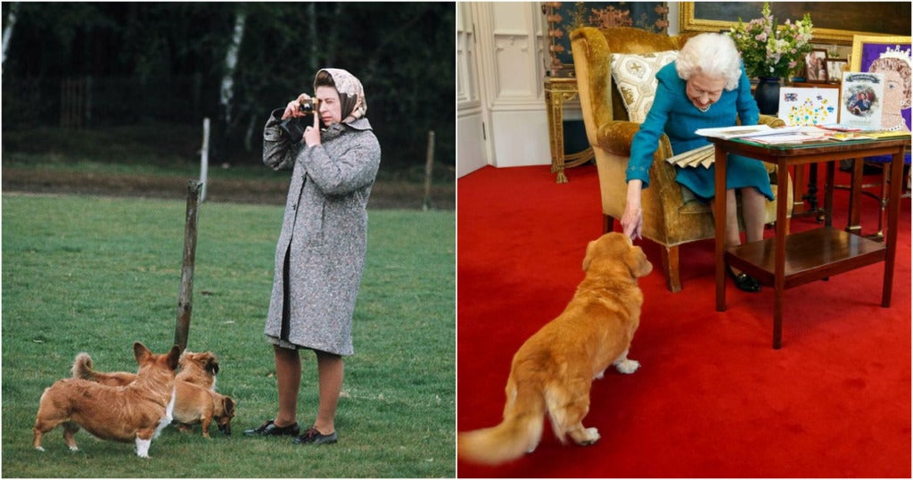 Here’s What Will Happen To Queen Elizabeth II’s 4 Beloved Dogs After ...