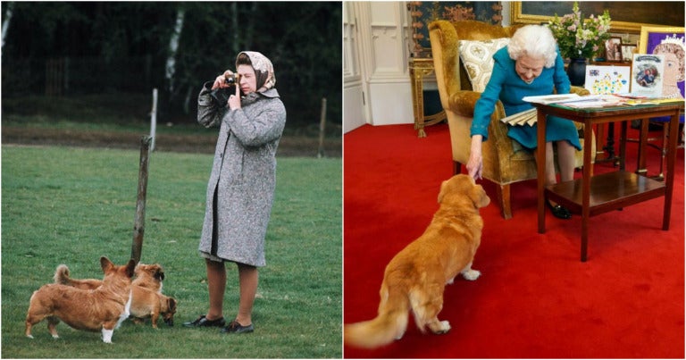 Here’s What Will Happen To Queen Elizabeth II’s 4 Beloved Dogs After ...