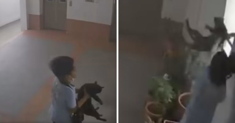 Singapore Authorities Investigate Video of a Boy Throwing a Cat Off the ...