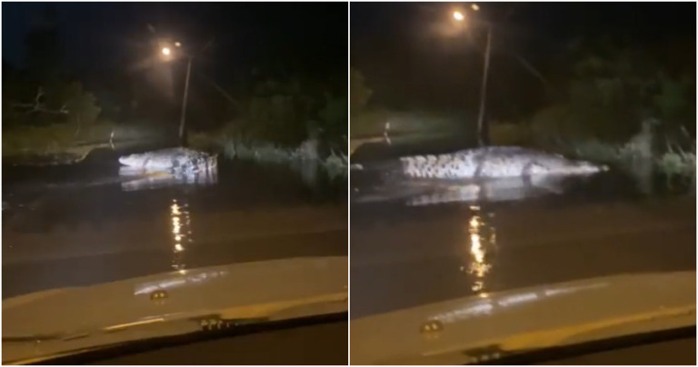 WATCH: Huge Crocodile Spotted on Main Road in Kuantan - WORLD OF BUZZ