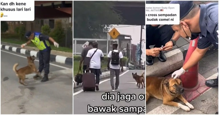 Stray Doggo At Bukit Kayu Hitam Checkpoint Works As A 'Voluntary ...