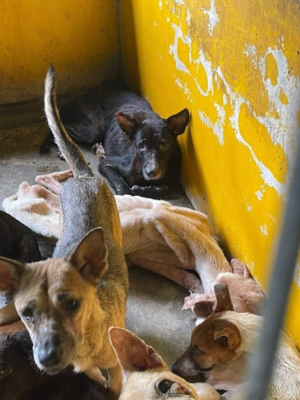 Selangor Queen Orders Local Authorities To Improve Management Of Animal ...