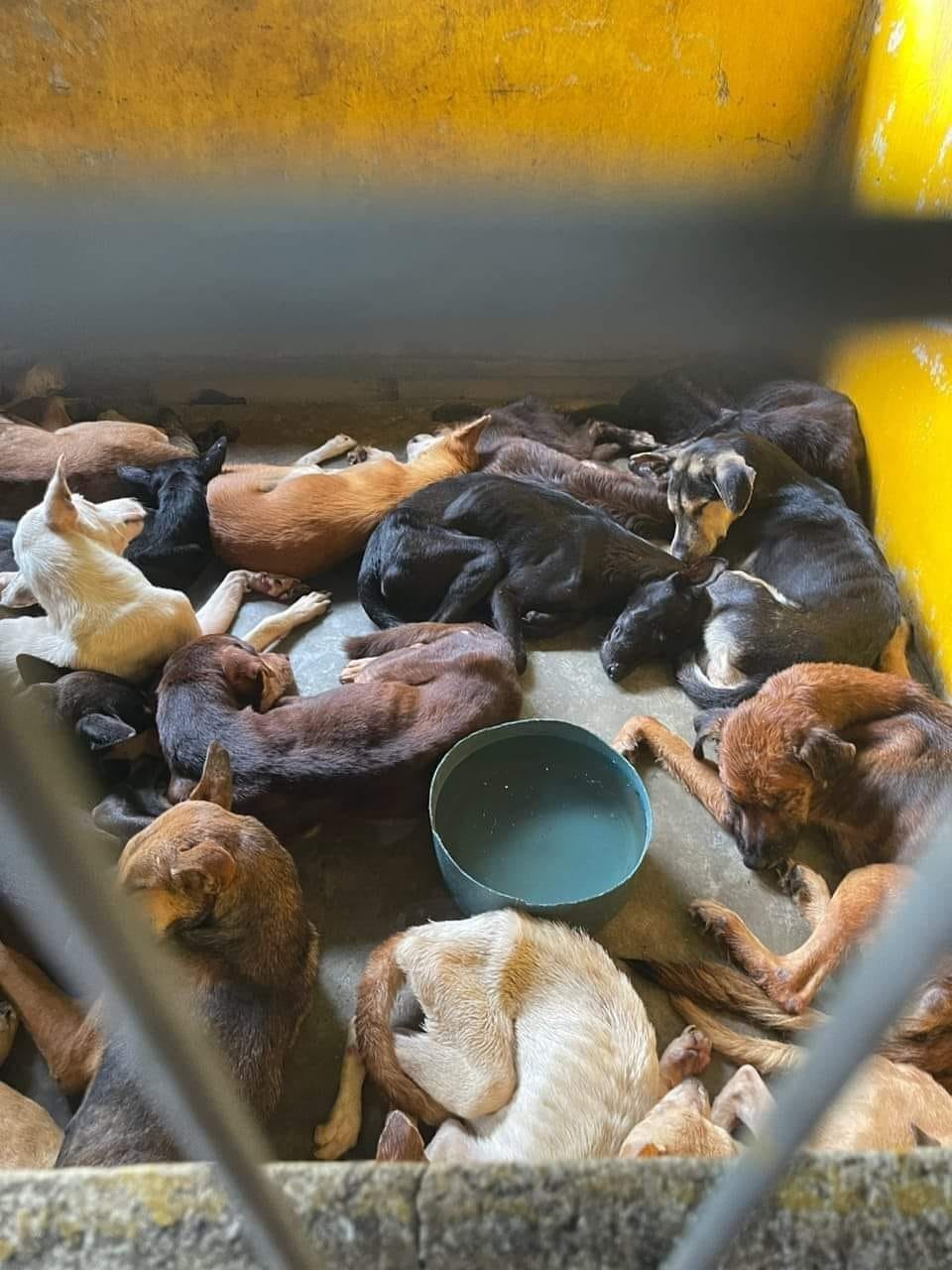 Selangor Queen Orders Local Authorities To Improve Management Of Animal ...