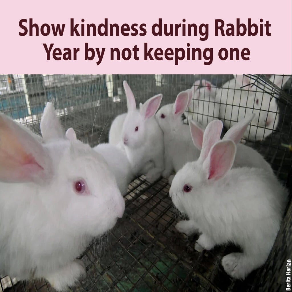 "Buy a toy or figurine instead" - Consumers Association Urges Public ...