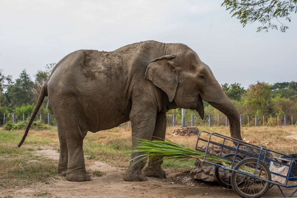 Elephant in Thailand Suffers Permanent Damage to Spine After Spending ...