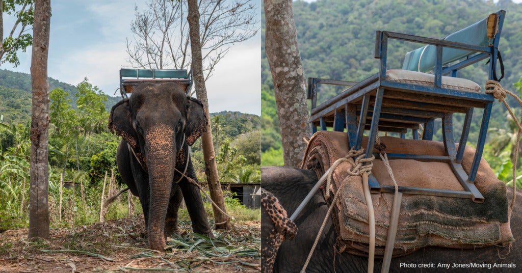Elephant in Thailand Suffers Permanent Damage to Spine After Spending ...
