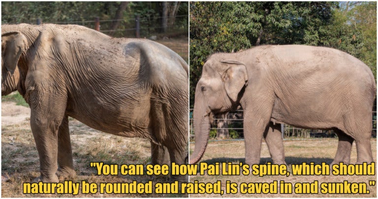 Elephant in Thailand Suffers Permanent Damage to Spine After Spending ...