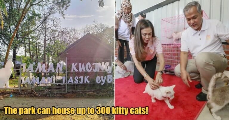 Cat Lovers Rejoice! Taman Kucing Cyberjaya Lets You Play With Adorable ...