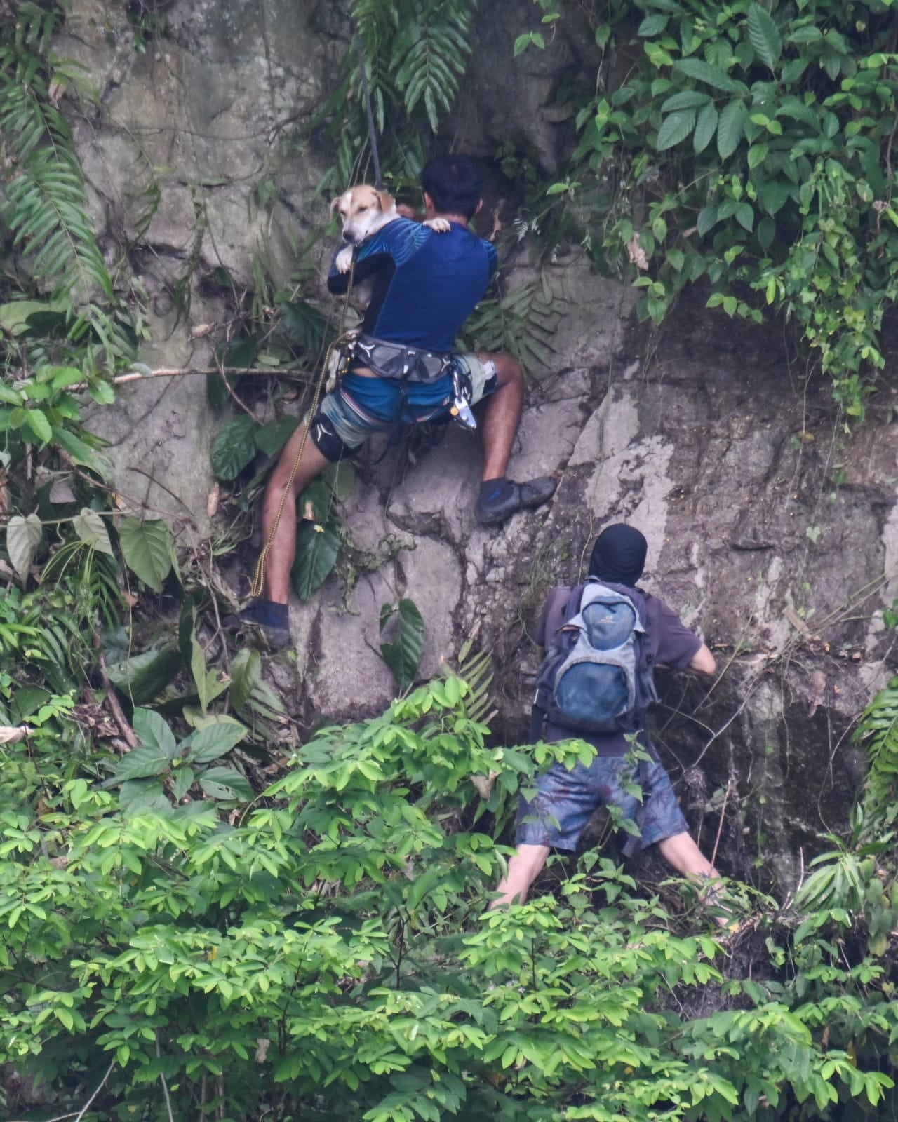 These Heroic Malaysians Band Together To Save a Poor Dog Stuck on a ...