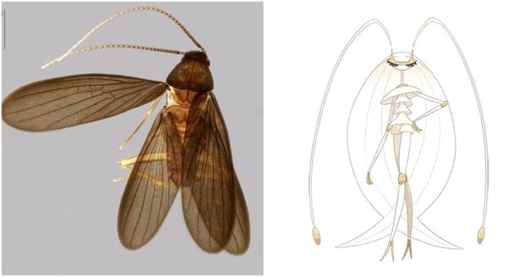 Cockroach Species Discovered in 2016 At Forest Reserve In SG Gets Named ...