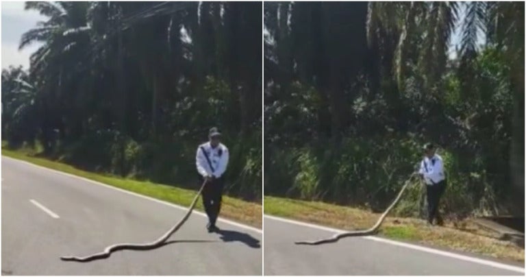 WATCH: Johor Traffic Cop Hailed For Dragging Huge Snake Off The Road ...