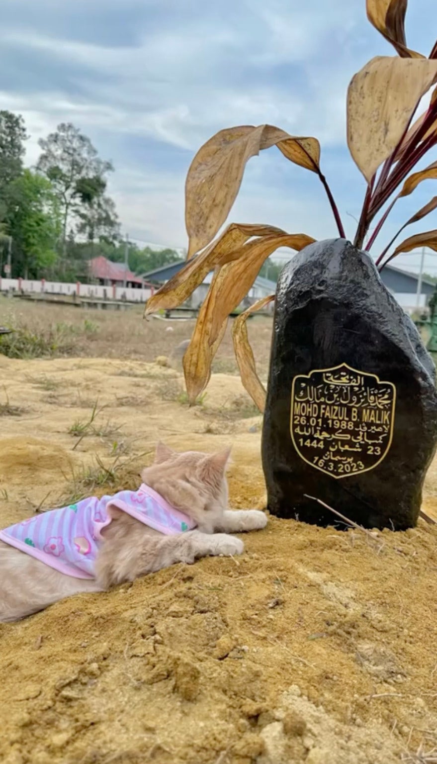 "Mochi misses you" - Mourning Cat Visits The Grave of Its M'sian Owner ...