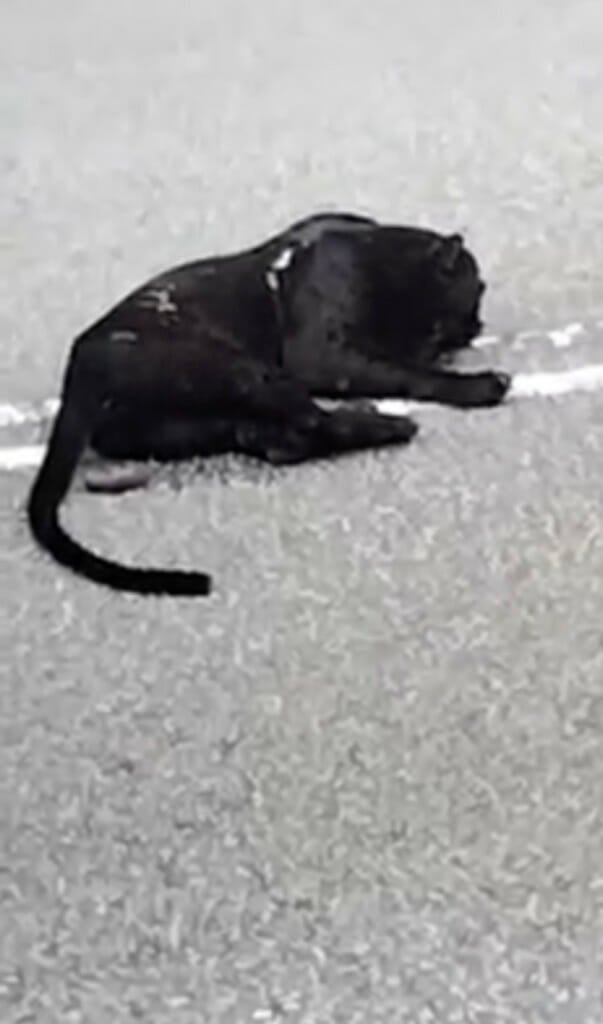Black Panther in Negeri Sembilan Killed After Being Hit by an MPV While ...