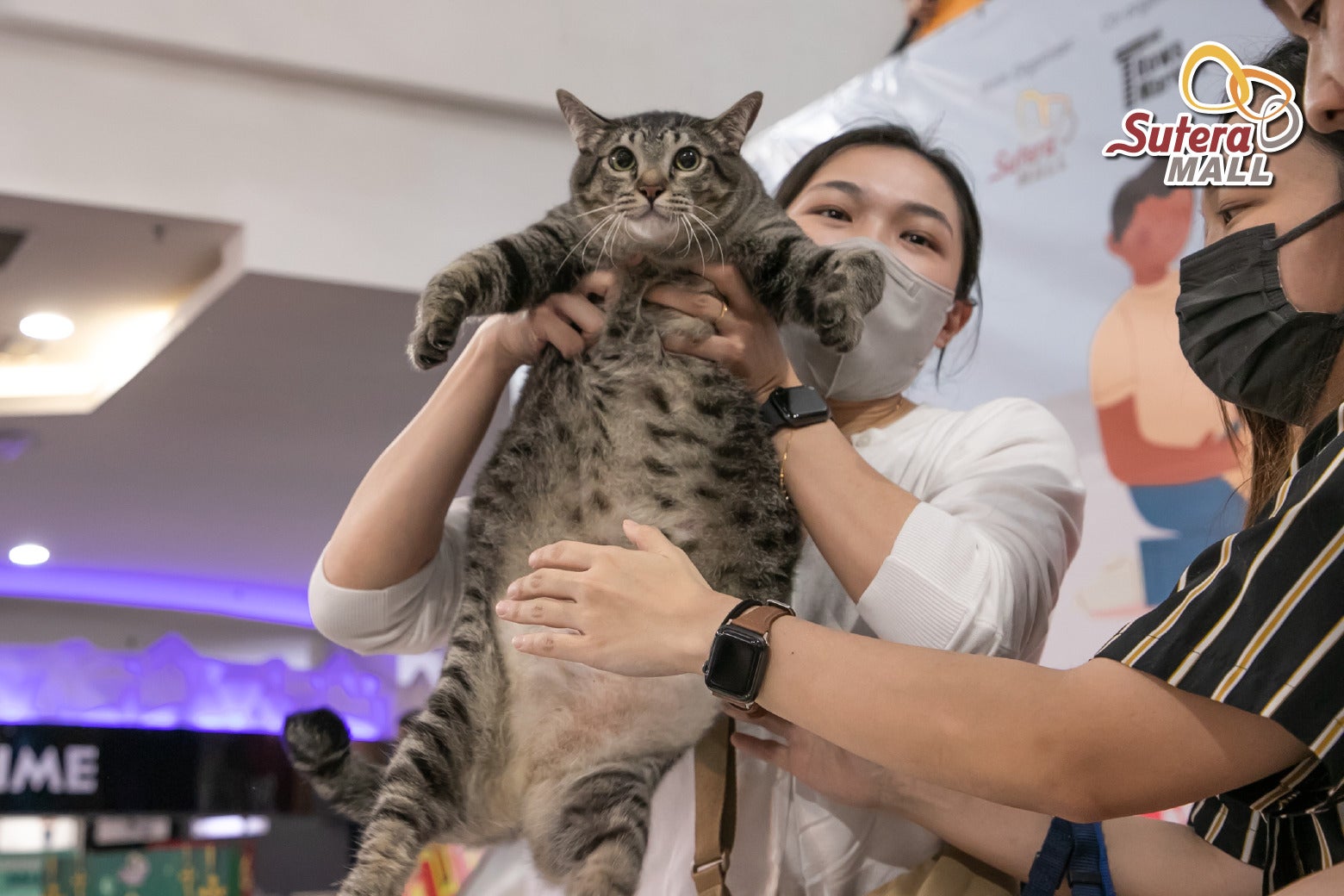 This Johor Bahru Mall Held a Fat Cat Competition & The Results are ...