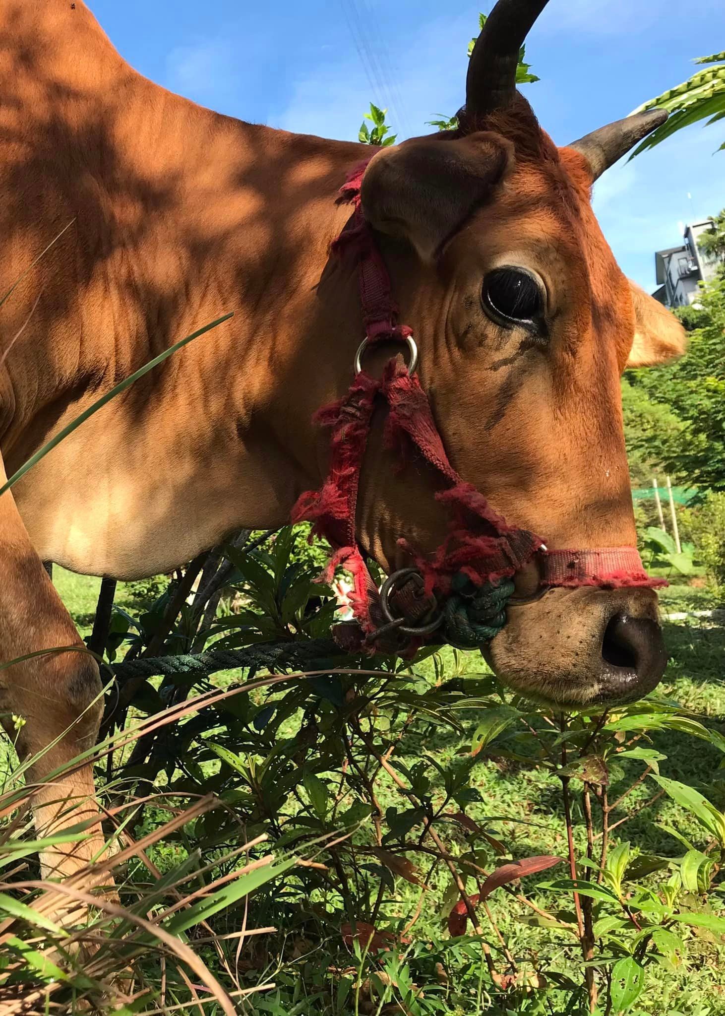 Kebun-Kebun Bangsar Has Been Named Among the 6 Extraordinary Gardens in ...