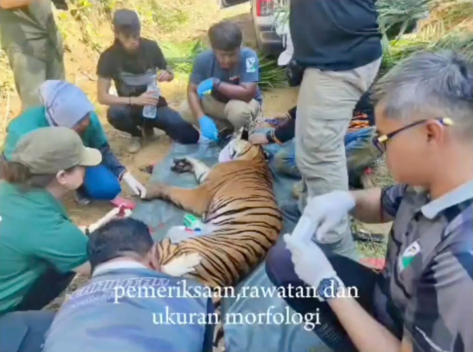 21 Brave M'sians Undergo Intense Mission to Rescue Female Malayan Tiger ...