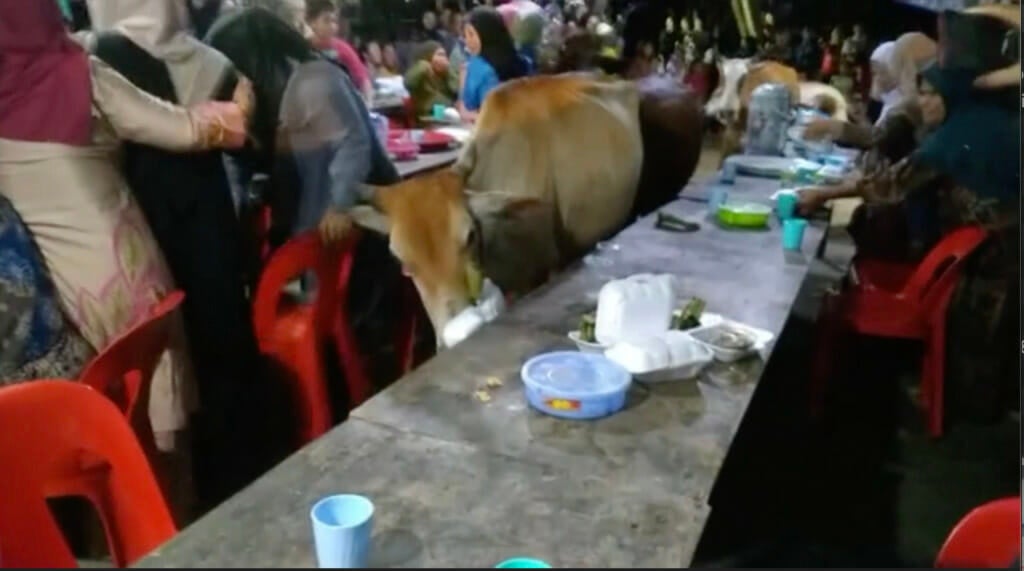 Panic at The Ceremony As Cows Gatecrash Wedding Reception in Sabah ...