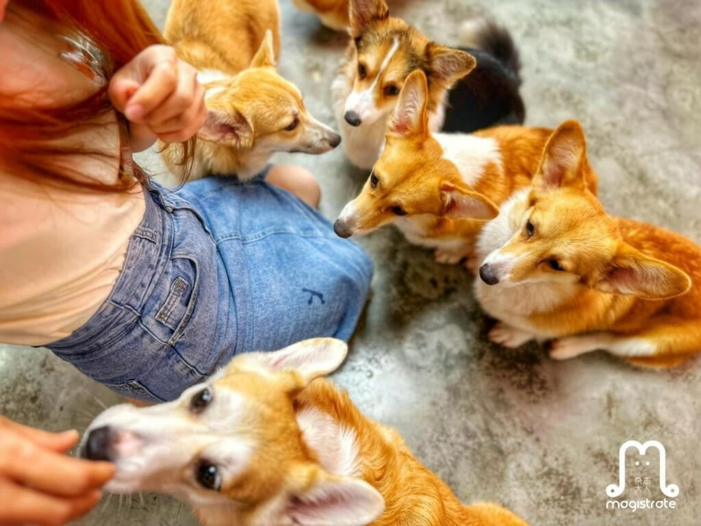Check Out These 10 Super Cute Dog Cafés Across M'sia All Dog Lovers ...