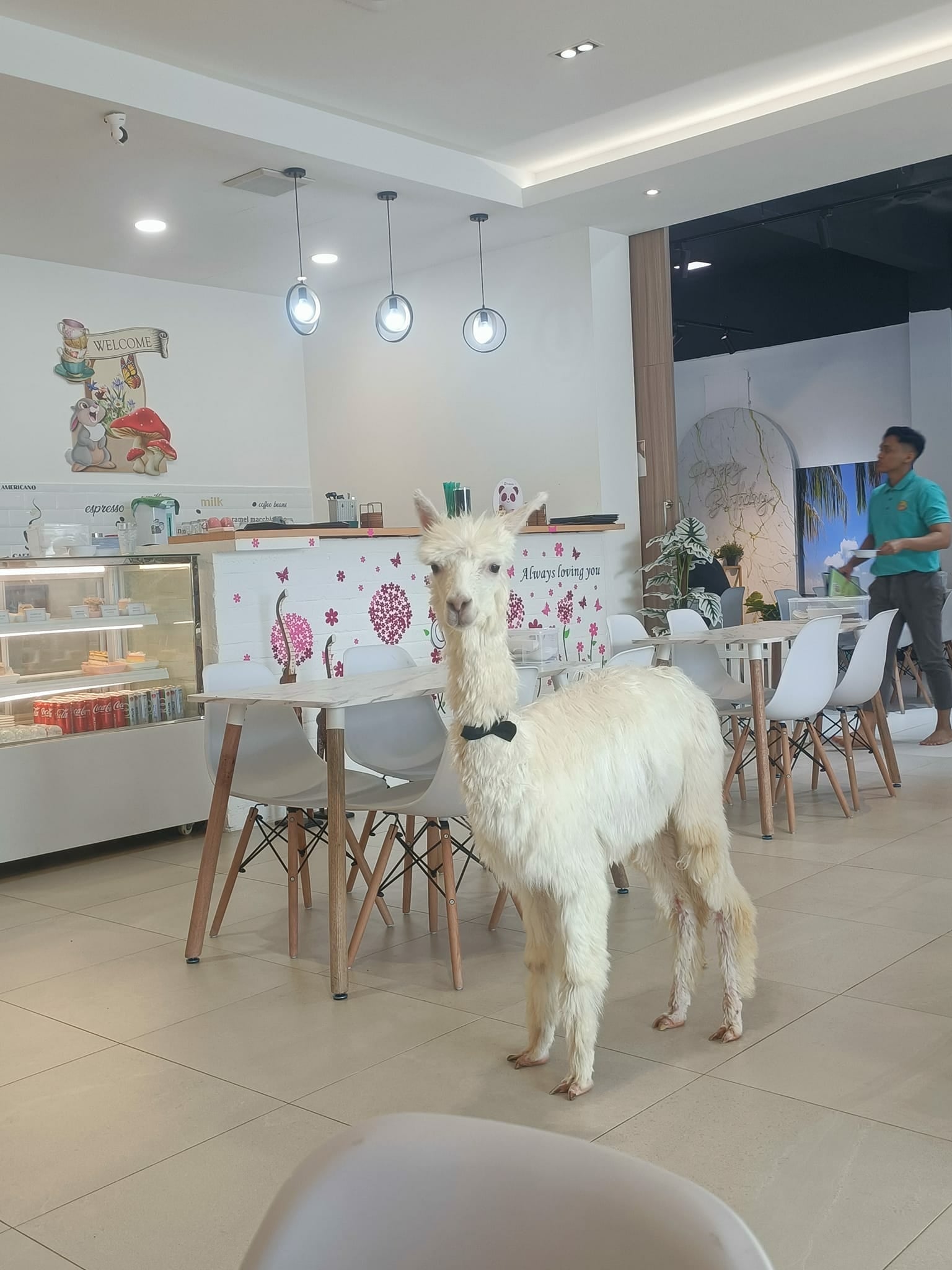 You Can Dine With A Cute Alpaca At This Pet-friendly Cafe In Seri ...