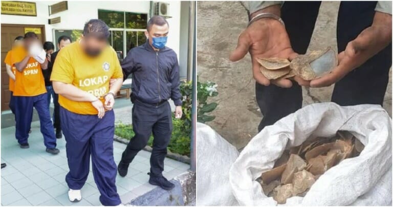 MACC Busts International Pangolin Scale Smuggling Ring & Seizes Scales ...