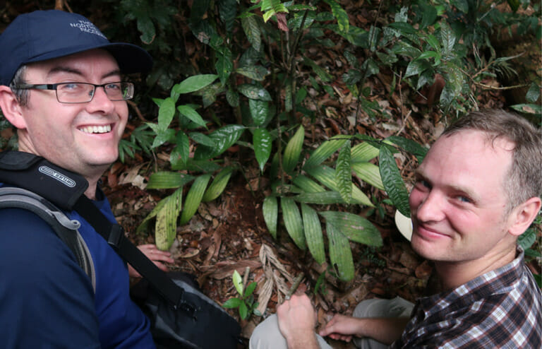 Researchers Discover "Rare Palm Species" In Borneo That Flowers ...