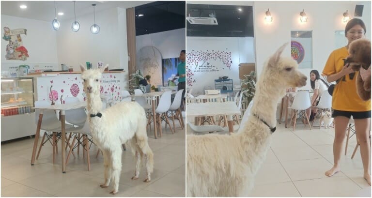 You Can Dine With A Cute Alpaca At This Pet-friendly Cafe In Seri Kembangan! - WORLD OF BUZZ