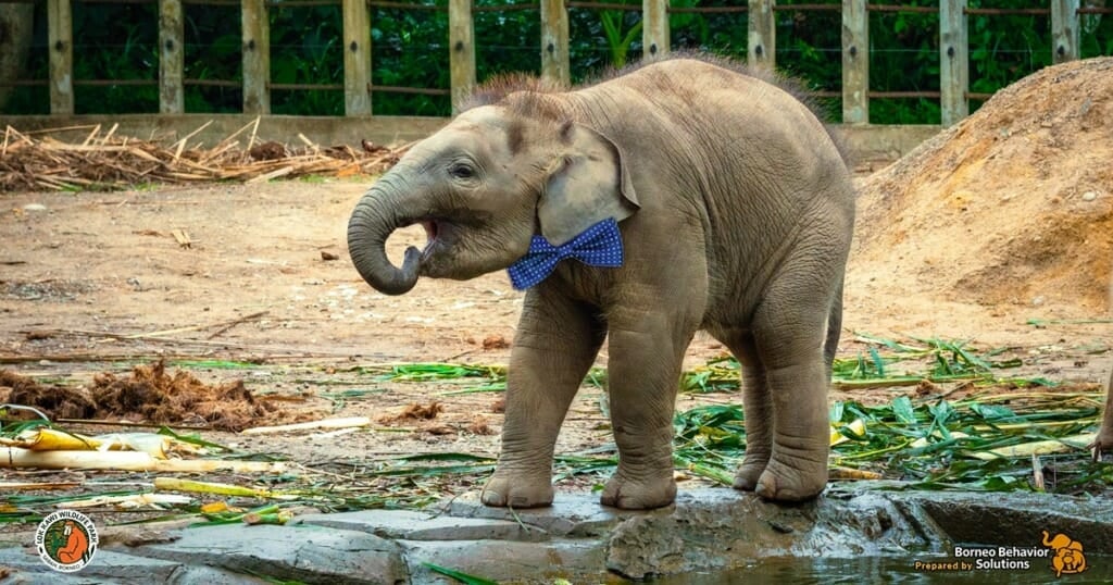 Sabahan Wildlife Park Invites M'sians to Name 3 of Their Bornean ...