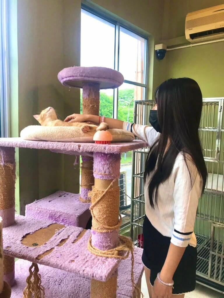 10 Adorable Cat Cafés Across Malaysia Guaranteed To Warm Your Heart ...