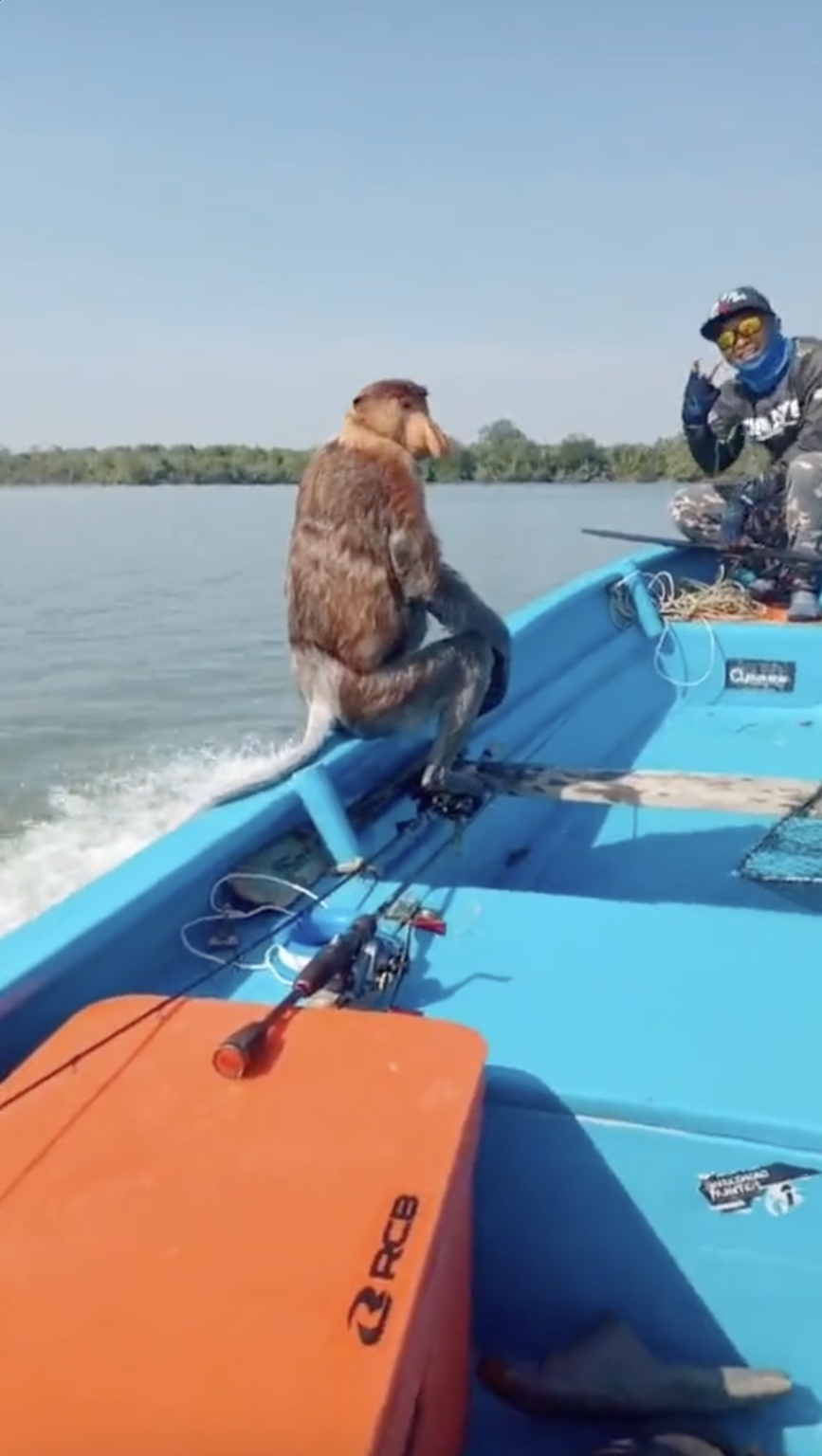 Proboscis Monkey Hitches Ride on Fishing Boat in Sarawak, Jumps Before ...