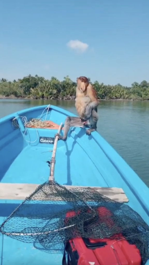 Proboscis Monkey Hitches Ride on Fishing Boat in Sarawak, Jumps Before ...
