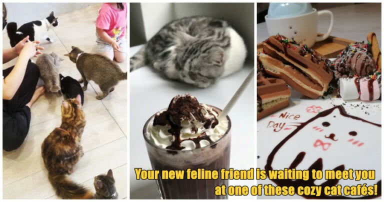 10 Adorable Cat Cafés Across Malaysia Guaranteed To Warm Your Heart ...