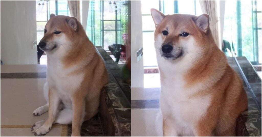 Cheems Balltze, the Legendary Shiba Inu Viral Meme Dog, Passes Away ...