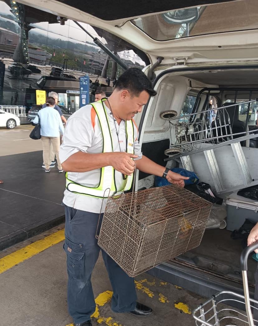 The Little Lost Monkey Spotted at KLIA Has Been Rescued & Released by ...