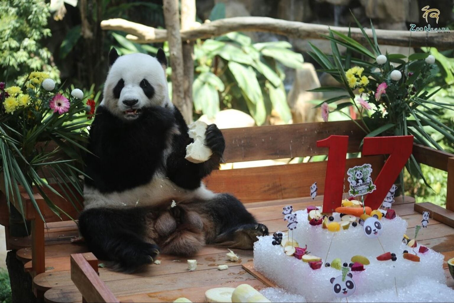 Giant Panda Couple Xing Xing & Liang Liang Celebrate Their 17th ...