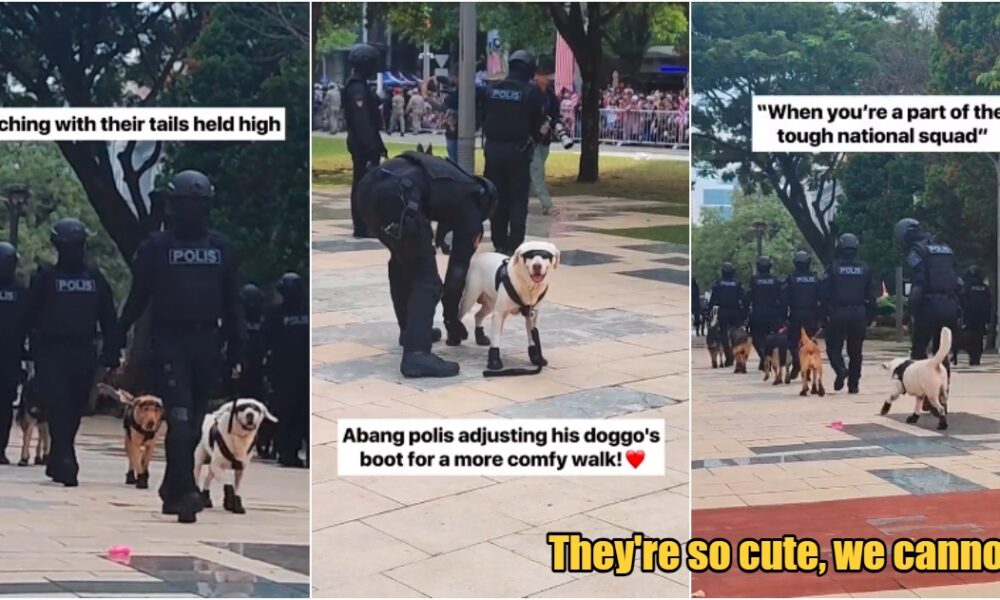 WATCH: Adorable PDRM K9s Playfully Practice & Prepare for Their Merdeka ...
