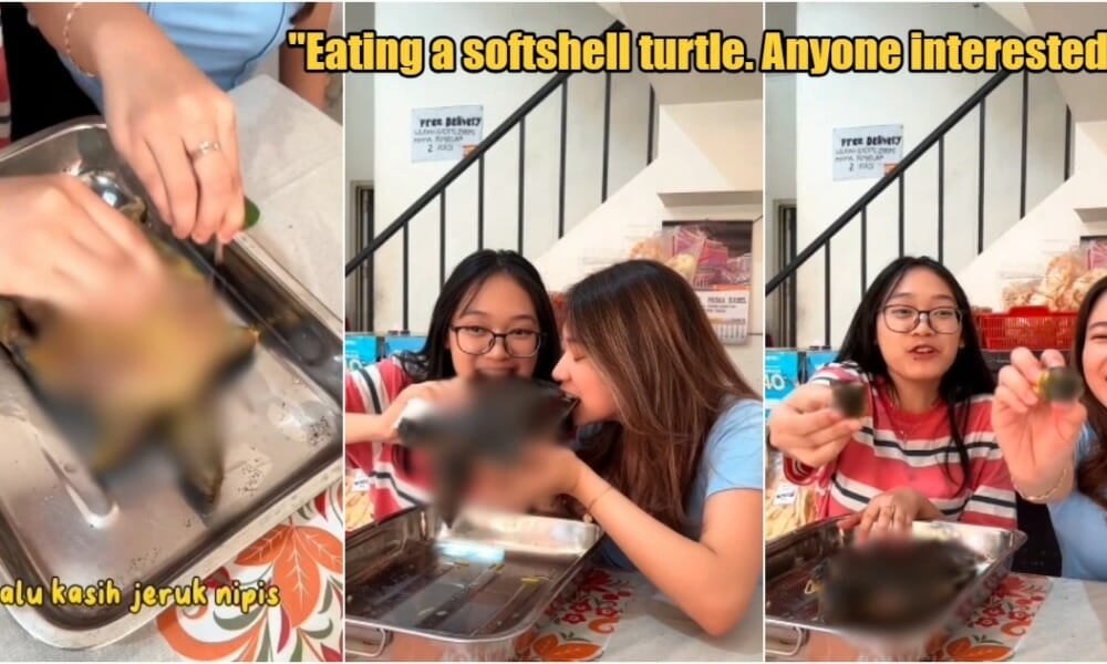 Indonesian Mukbang Influencer Eats Whole Softshell Turtle & We're Never ...
