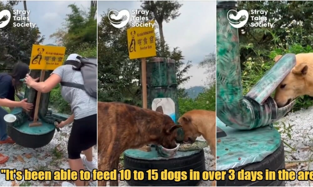 M'sian Animal Rescue Creates Innovative Self-Feeder for Stray Dogs ...