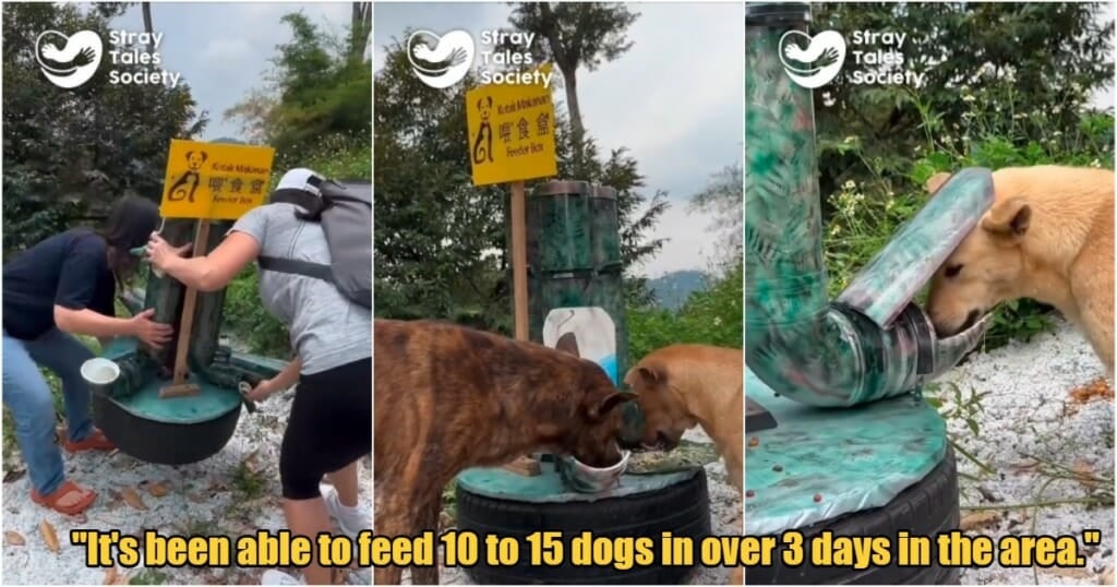 M'sian Animal Rescue Creates Innovative Self-Feeder for Stray Dogs ...