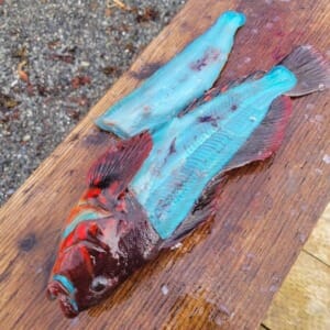 Fisherman Catches Rare, Blue-coloured Fish in Alaska, Says It Tasted ...