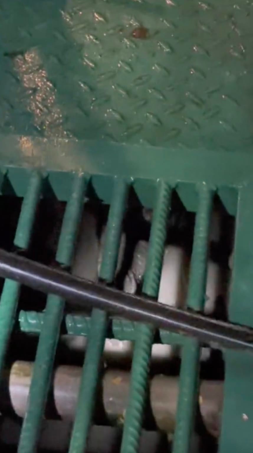 Bomba "Rescues" Crocodile From Inside a House Drain in a Kuching ...