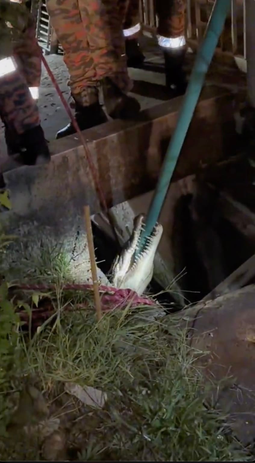 Bomba "Rescues" Crocodile From Inside a House Drain in a Kuching ...