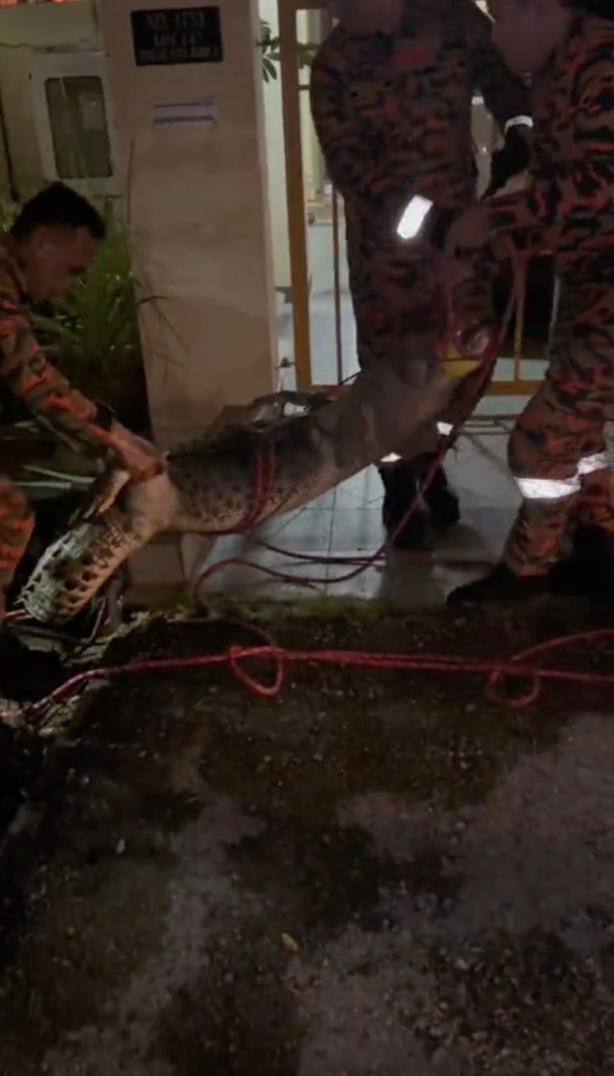 Bomba "Rescues" Crocodile From Inside a House Drain in a Kuching ...
