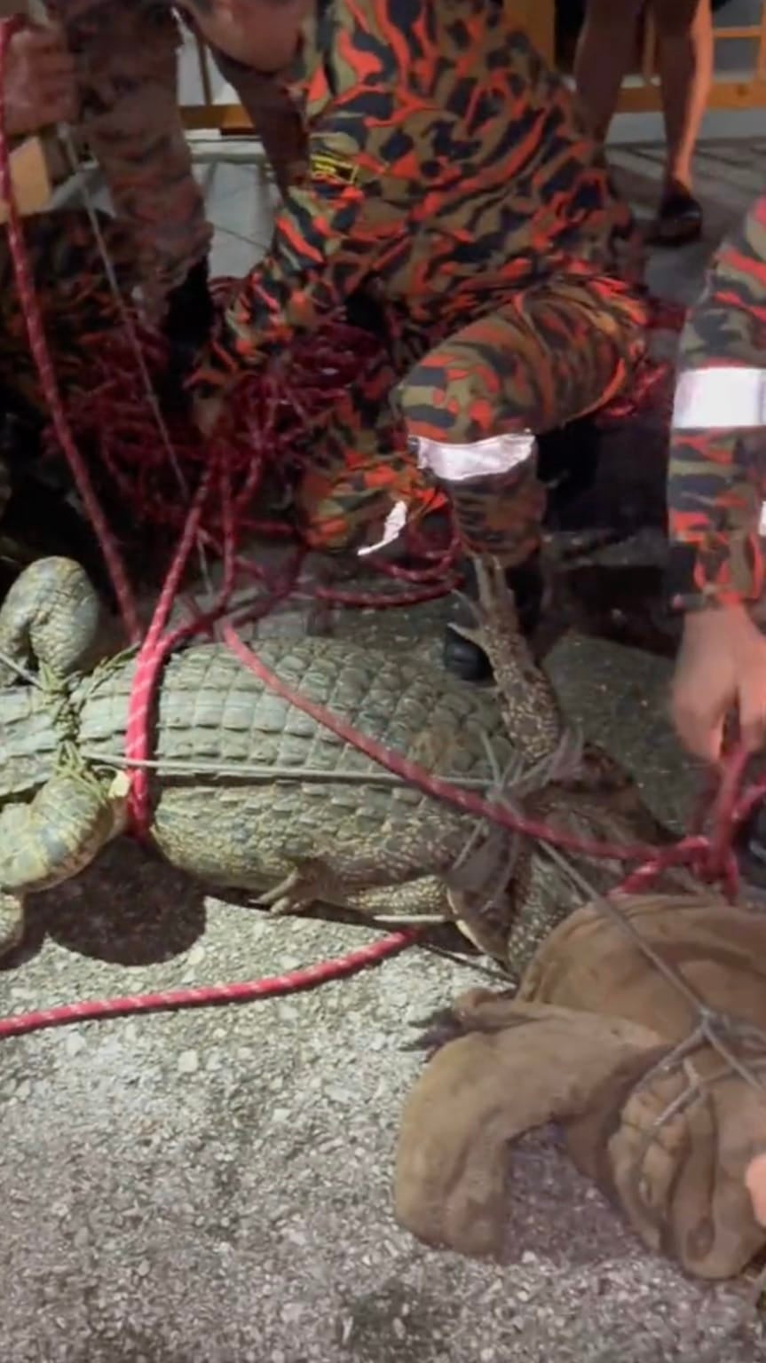 Bomba "Rescues" Crocodile From Inside a House Drain in a Kuching ...