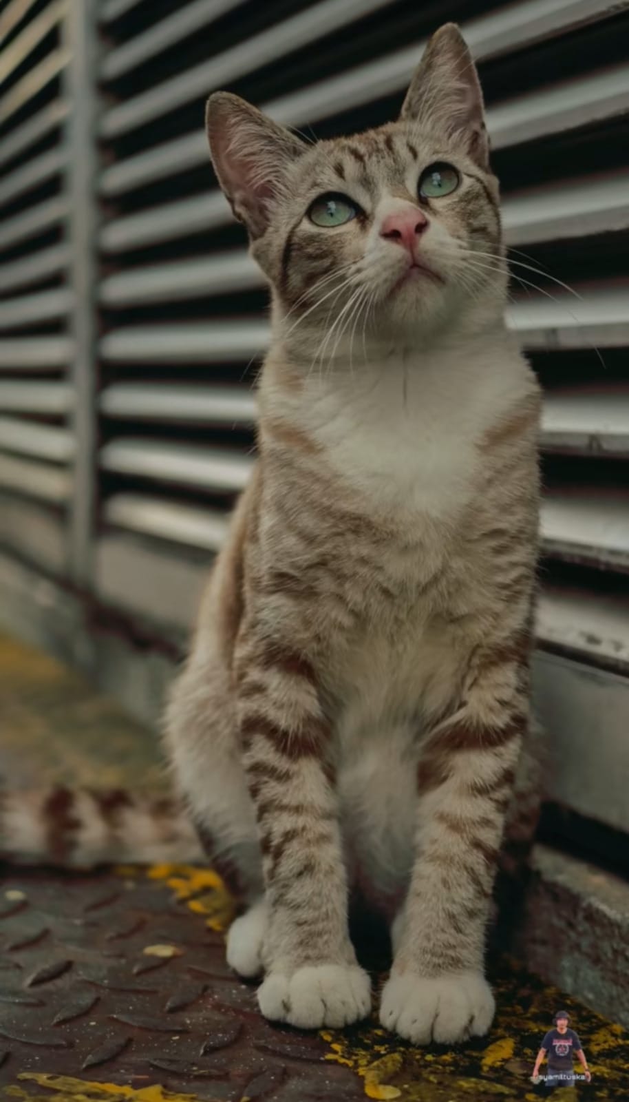 M'sian Photographer Takes Beautiful Images of Street Cat & It Looks ...