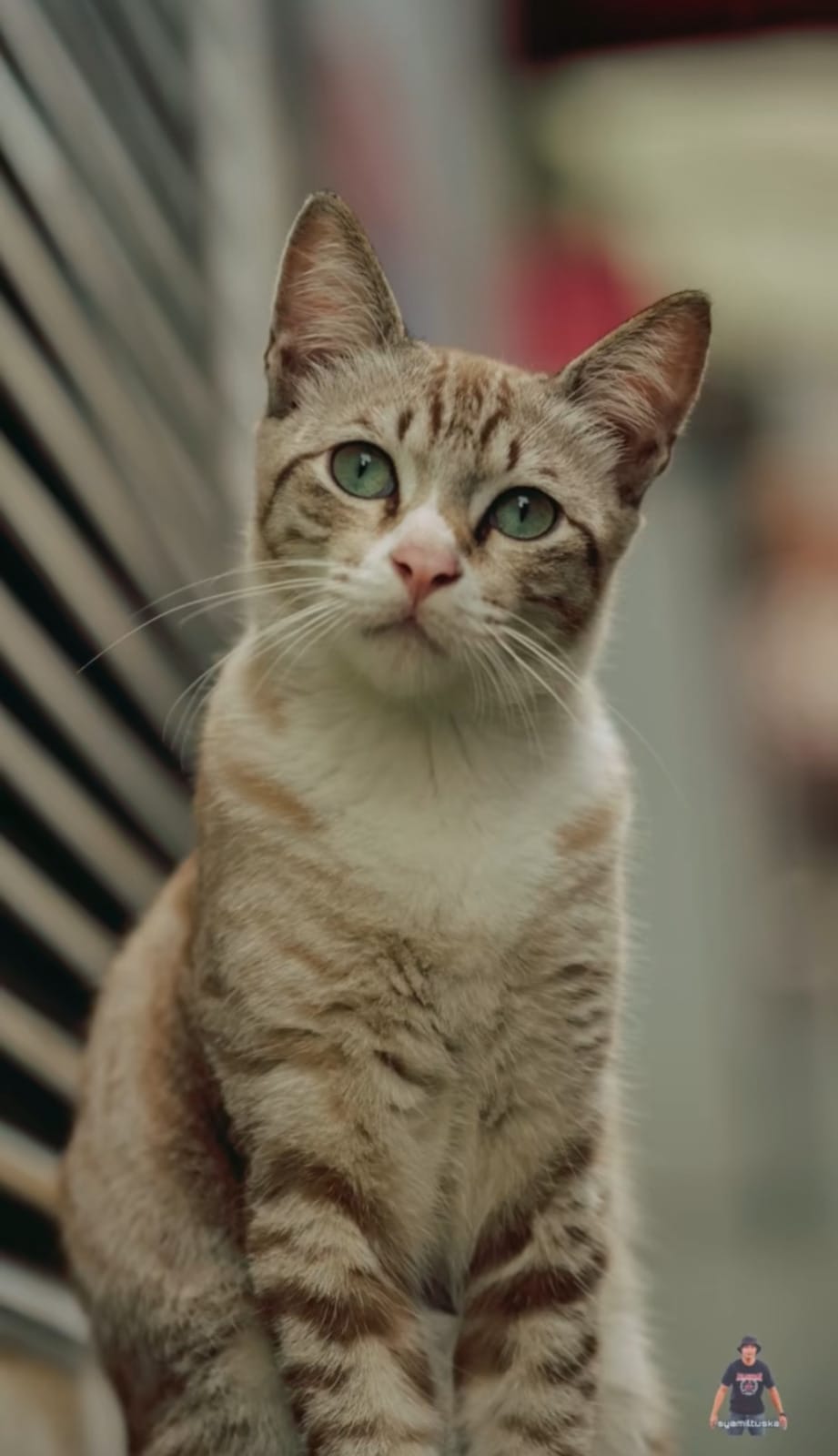 M'sian Photographer Takes Beautiful Images of Street Cat & It Looks ...